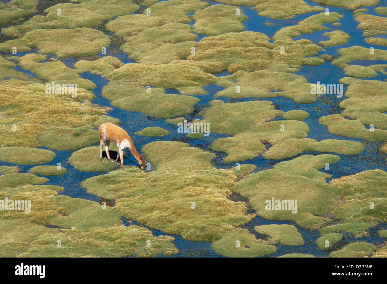 Vicuna grazing on moss at a spring, Parque Nacional de Lauca, Chile ...