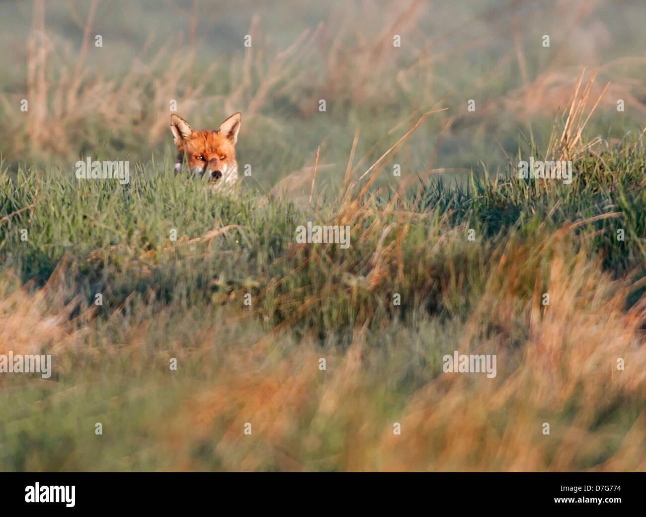 Peeping peering hi-res stock photography and images - Alamy