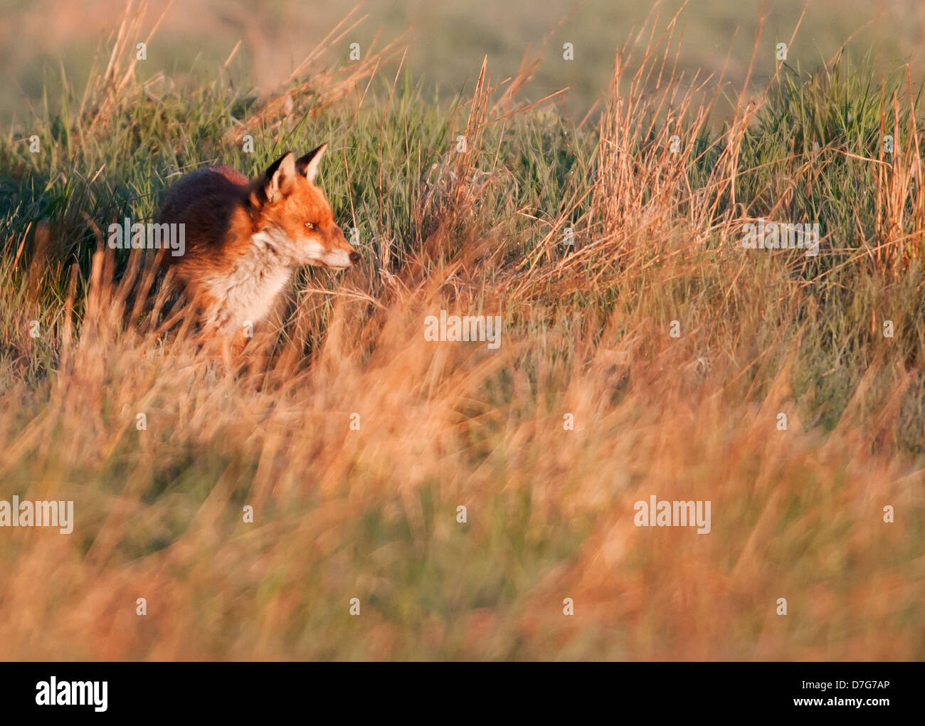 Red Fox Vulpes vulpes walking in golden early morning sunlight Stock ...