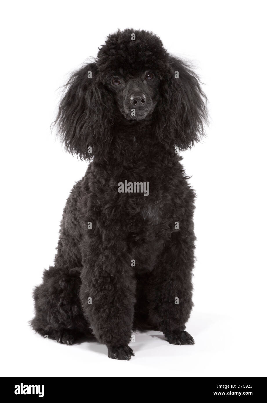 Aged 15 Cut Out Stock Images & Pictures - Alamy