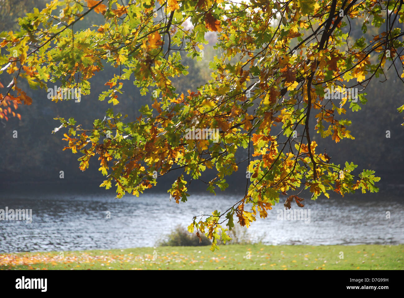 oak tree by waterside in fall Stock Photo - Alamy