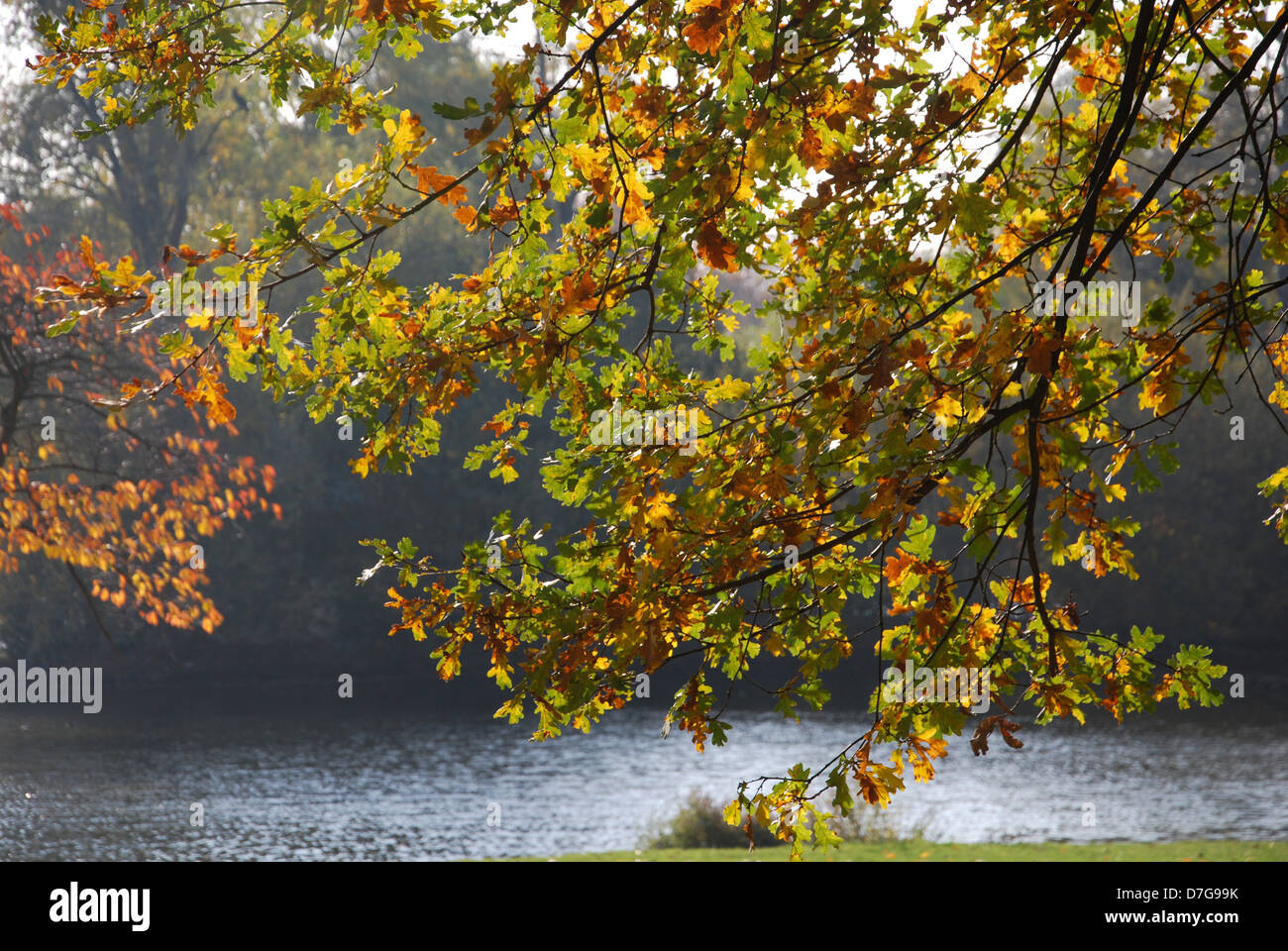 Oak trees quercus maple trees hi-res stock photography and images - Alamy