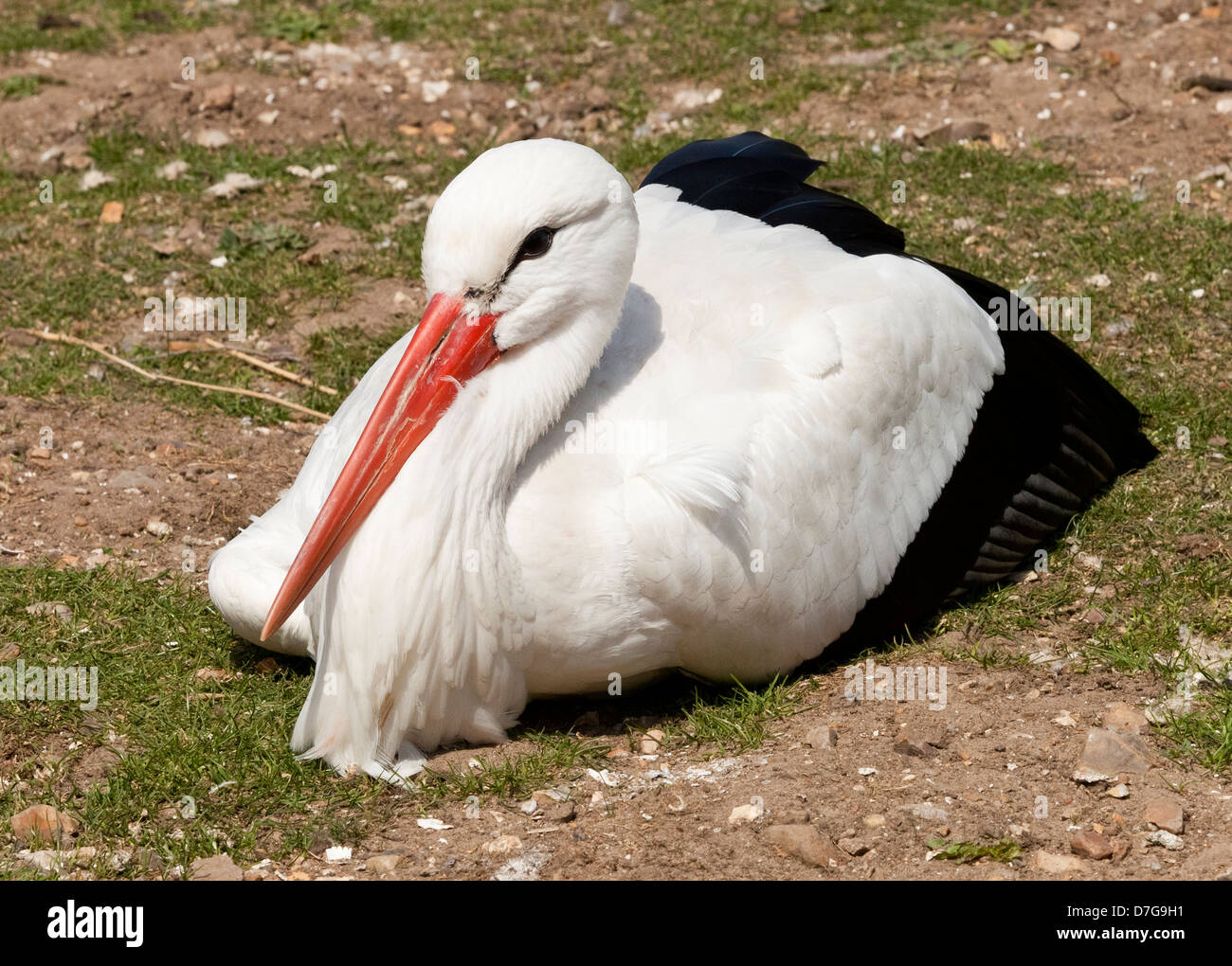 White Stork, Ciconia ciconia Stock Photo - Alamy