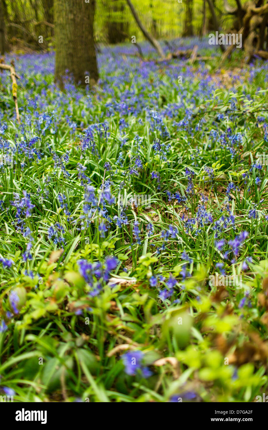 Bluebell Garden in a Bluebell Wood Surrey Hills England Stock Photo - Alamy