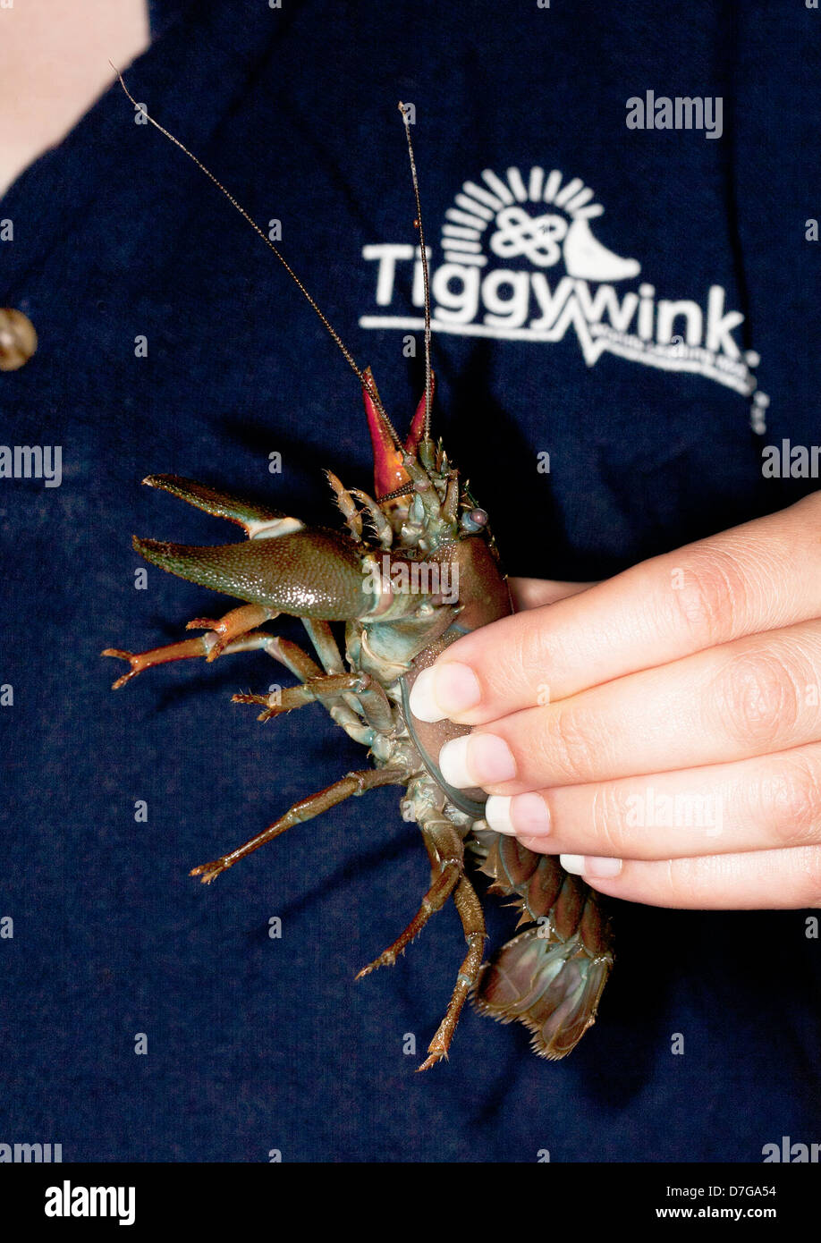 Signal crayfish in hand Stock Photo - Alamy