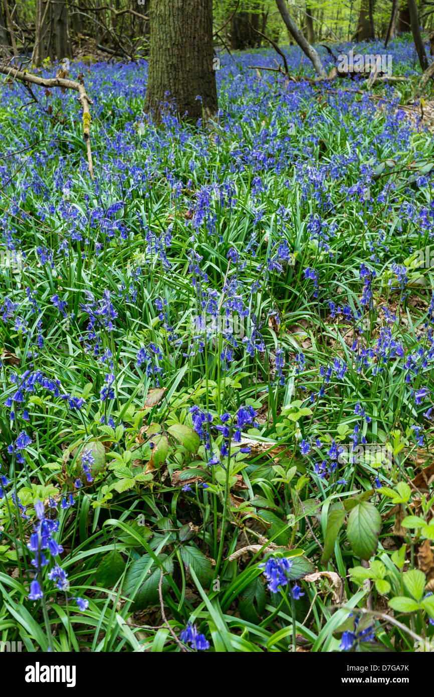 Bluebell Garden in Woodland Surrey Hills England Stock Photo - Alamy