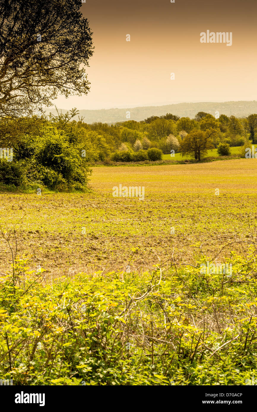 A New Spring Crop Surrey Hills England Stock Photo - Alamy