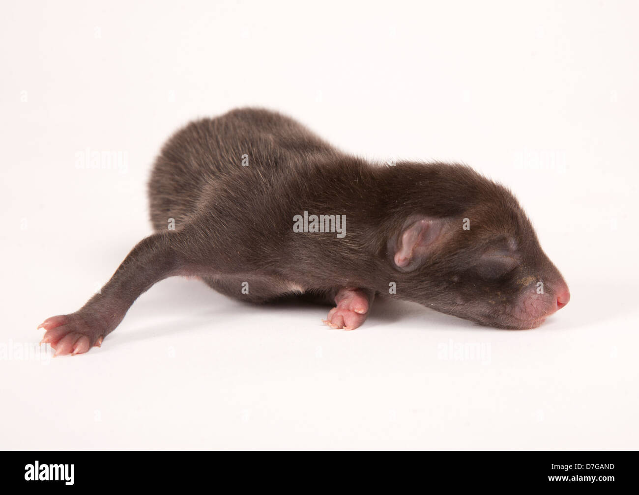 Red fox studio hi-res stock photography and images - Alamy