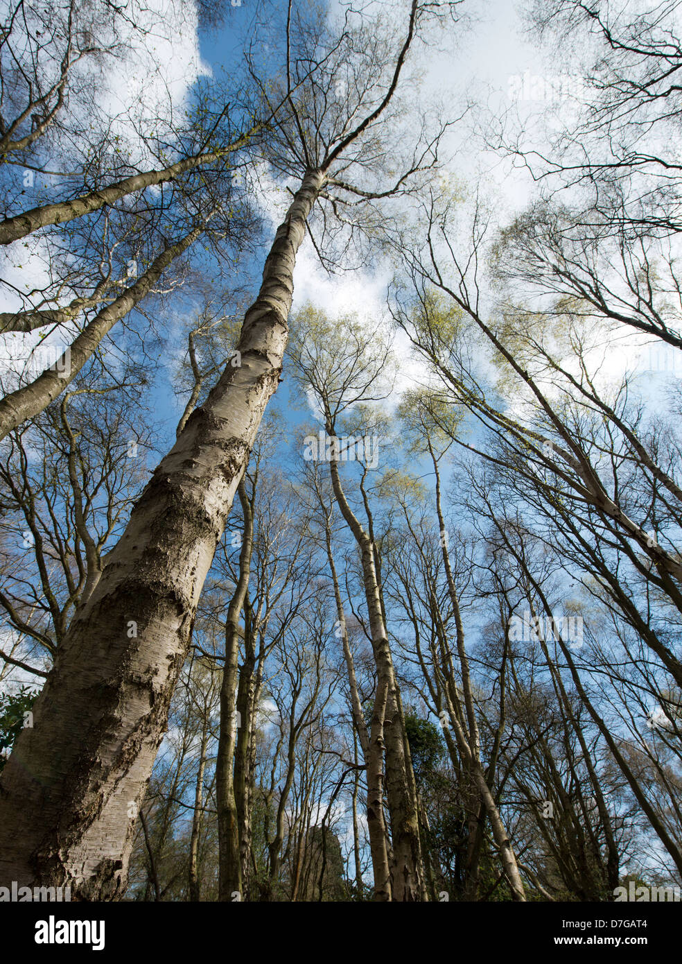 Canopy ecology hi-res stock photography and images - Alamy