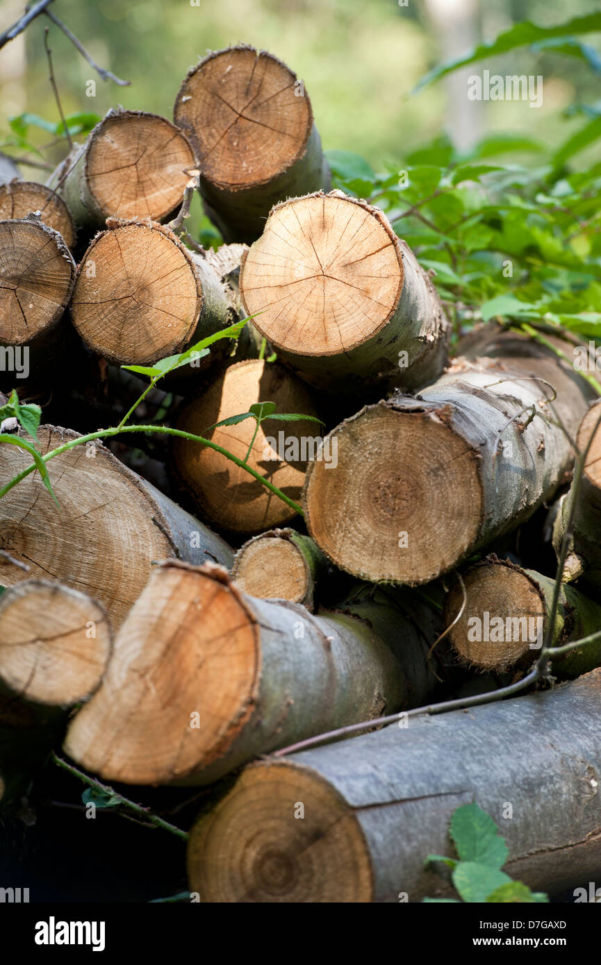 Cut logs environment hi-res stock photography and images - Alamy