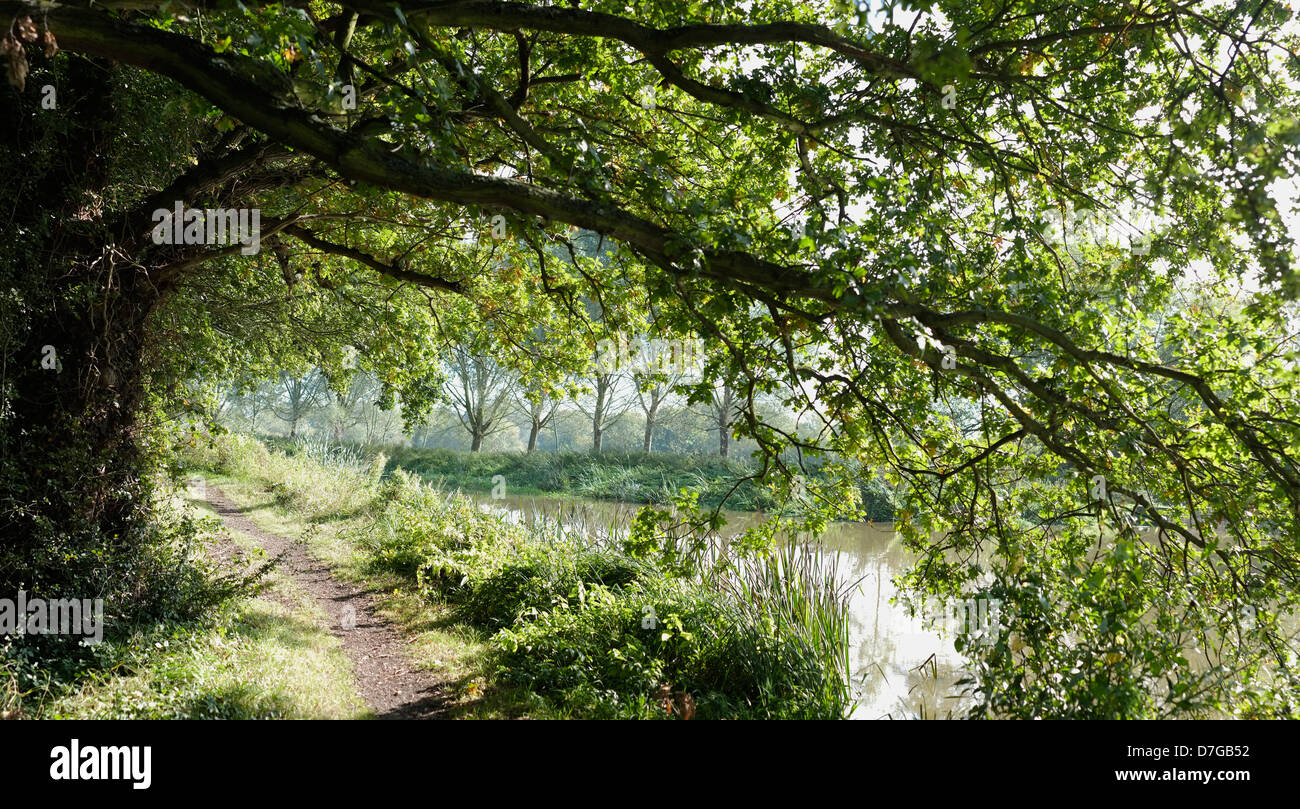 Essex riverside path, towpath in summertime with overhanging canopy of ...
