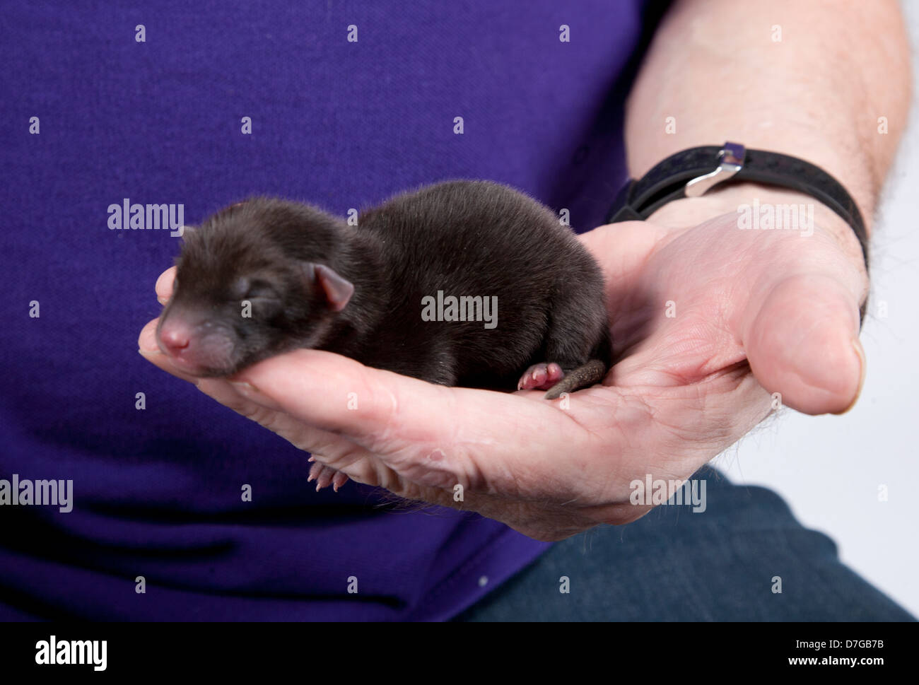 Hand cub hi-res stock photography and images - Alamy