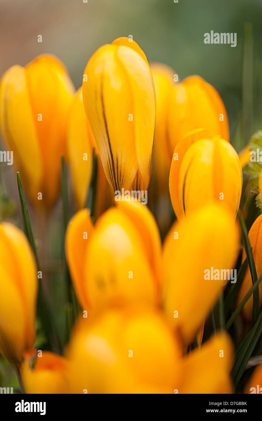 Yellow Crocus (Crocus ancyrensis), some partially open Stock Photo - Alamy