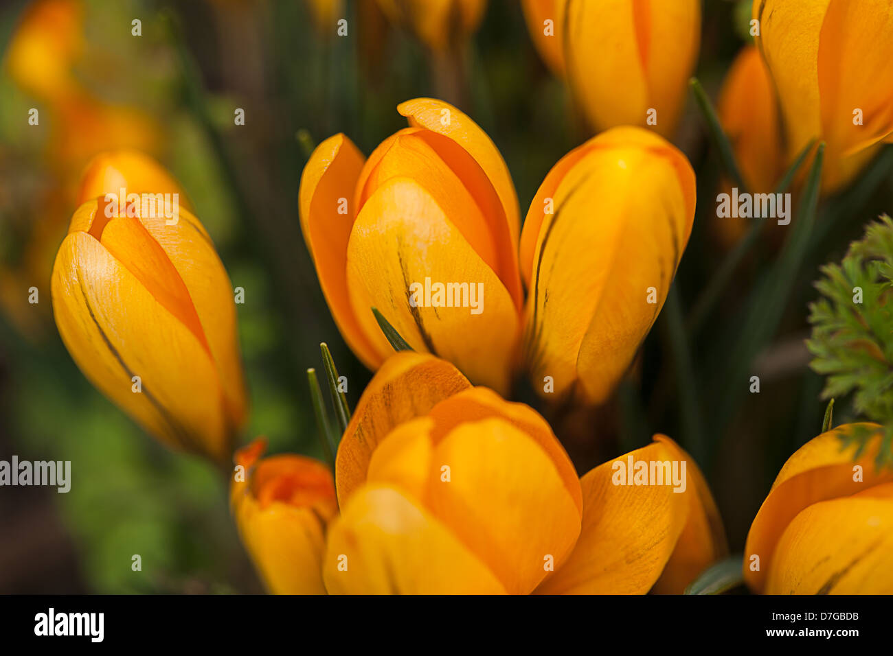 Yellow Crocus (Crocus ancyrensis), some partially open Stock Photo - Alamy