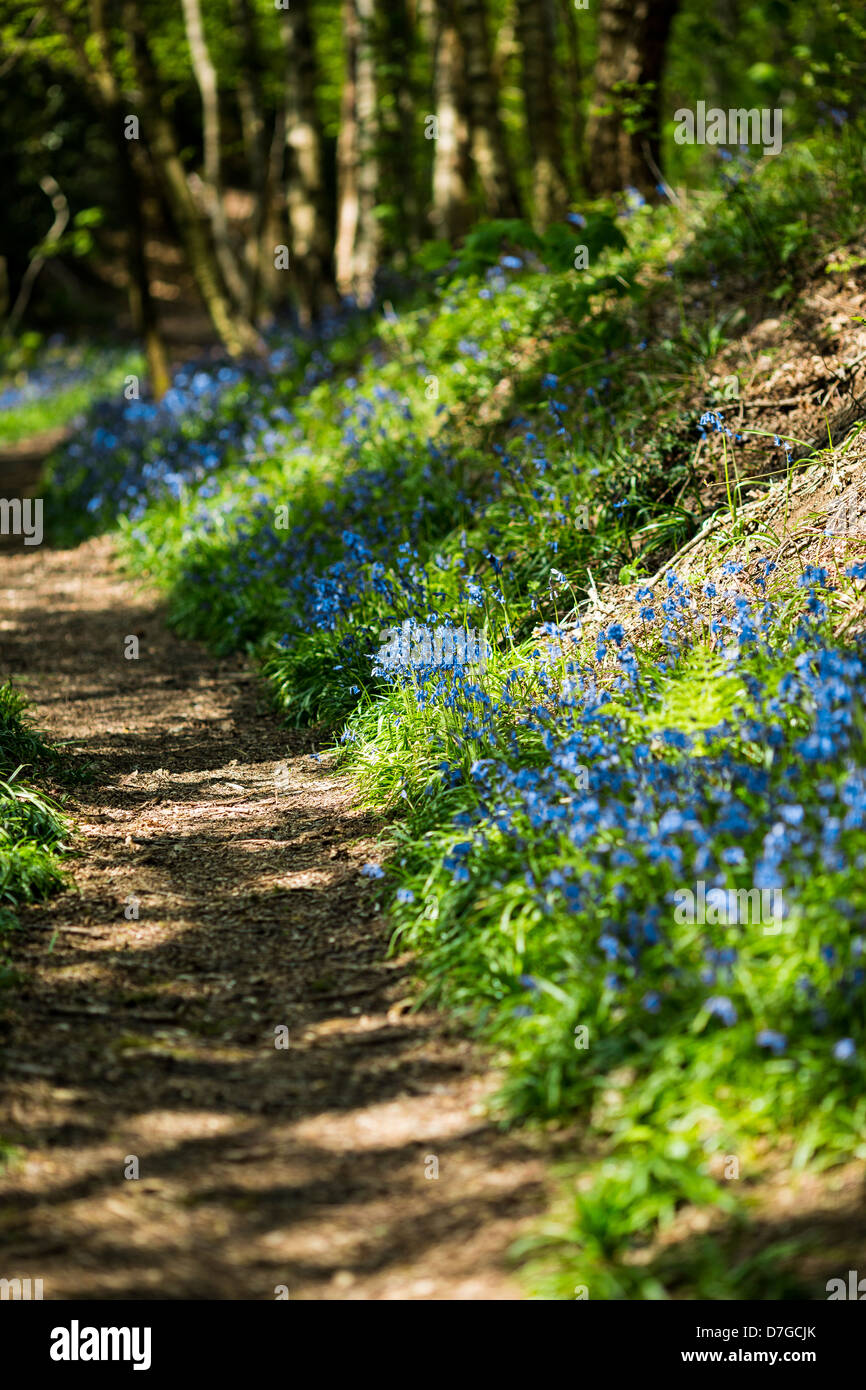 A Path through Bluebell Woods Surrey Hills England Stock Photo - Alamy