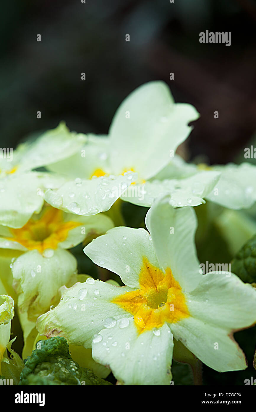 Primula vulgaris (Common Primula) with water droplets on some petals ...