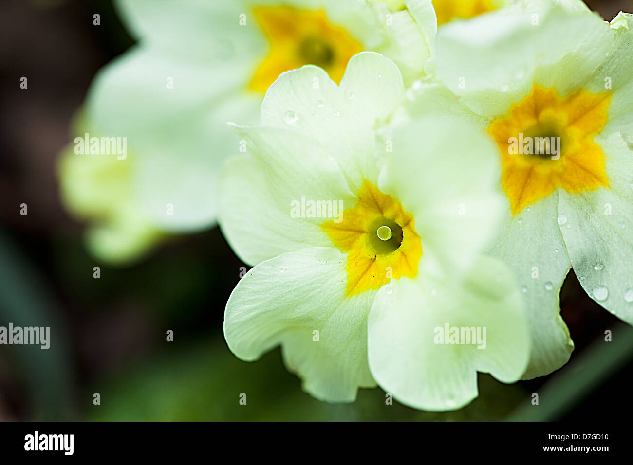 Primula vulgaris (Common Primula) with water droplets on some petals ...