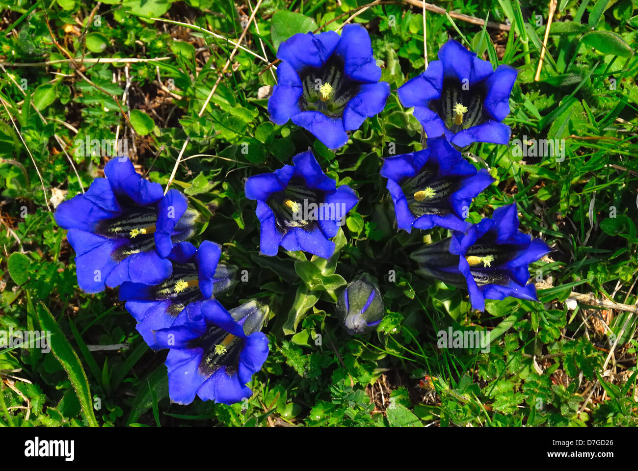 Asiago plateau, Venetian Prealps, Italy : Alpine flowers, Gentiana ...