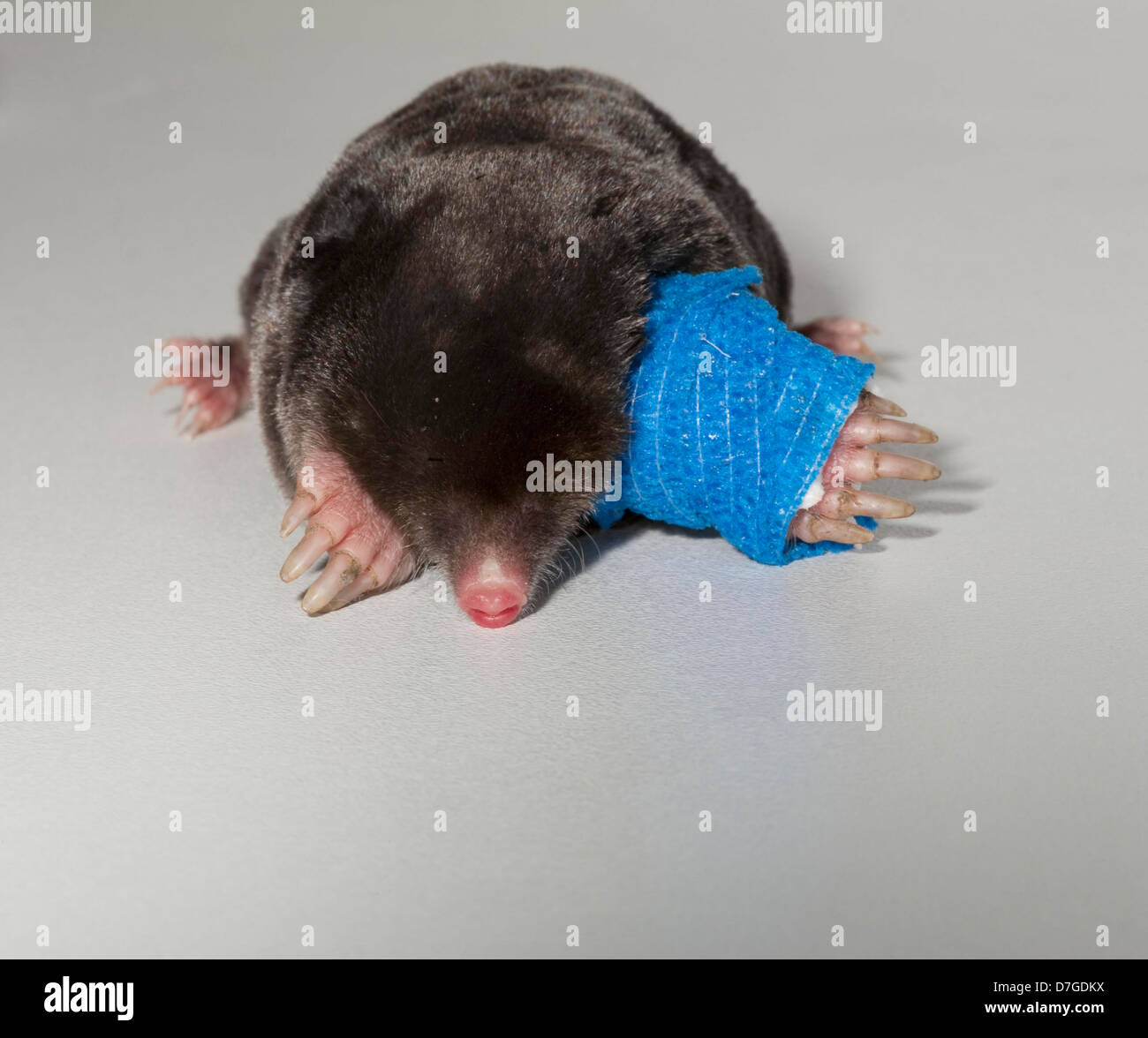 Injury front hi-res stock photography and images - Alamy