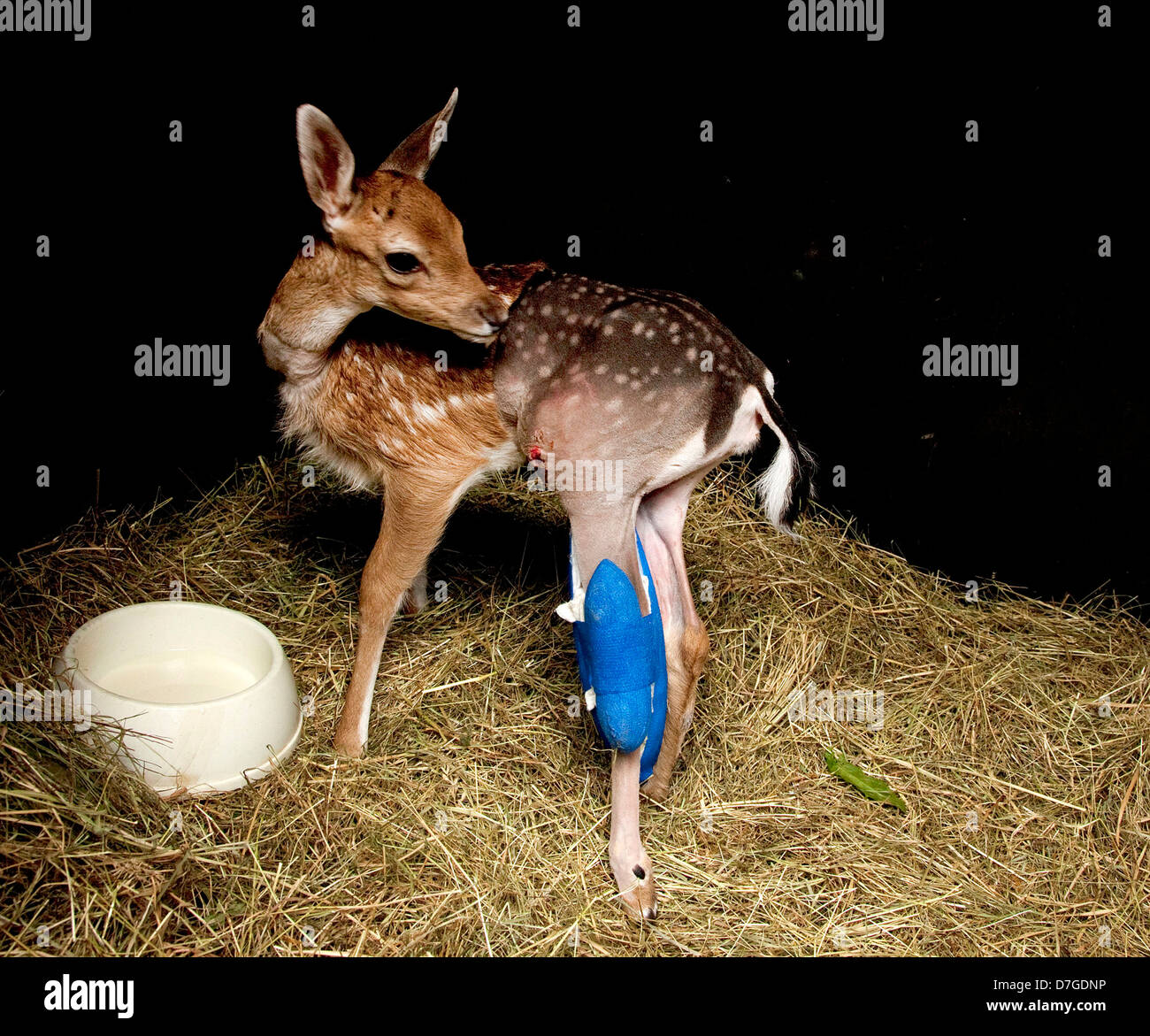Female fallow deer hi-res stock photography and images - Alamy