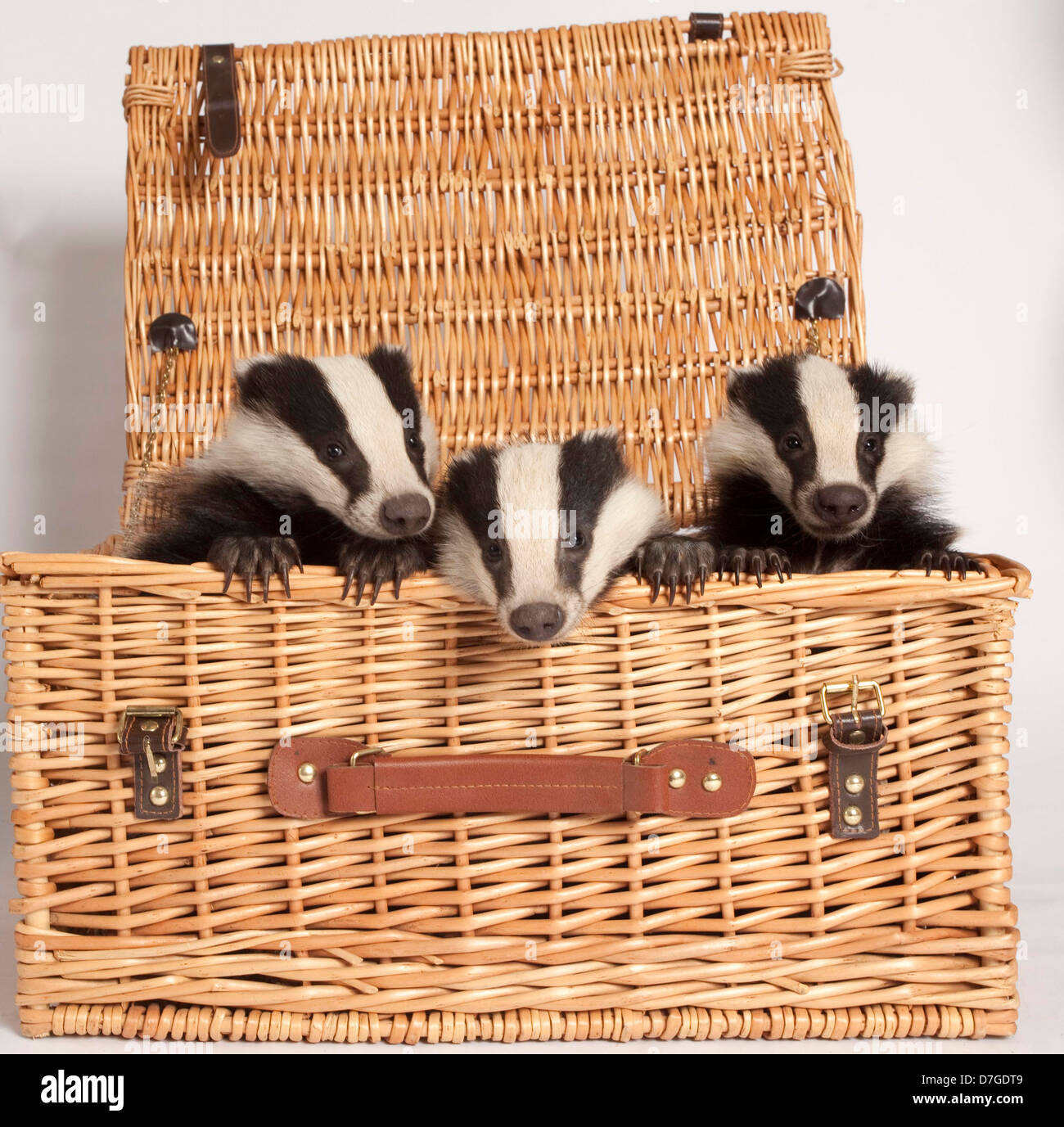 Badger paw hi-res stock photography and images - Alamy