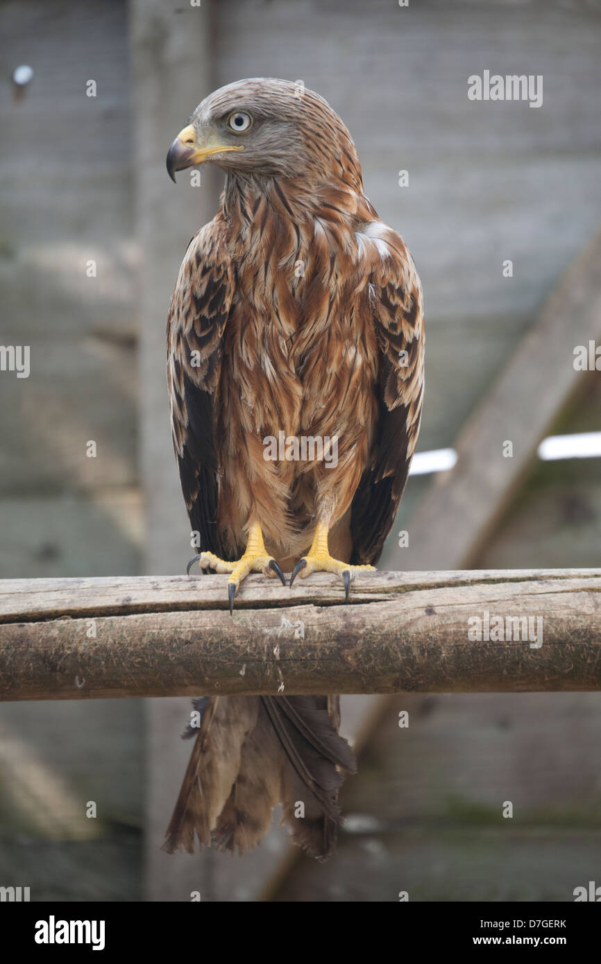 Red kite bird perched hi-res stock photography and images - Alamy