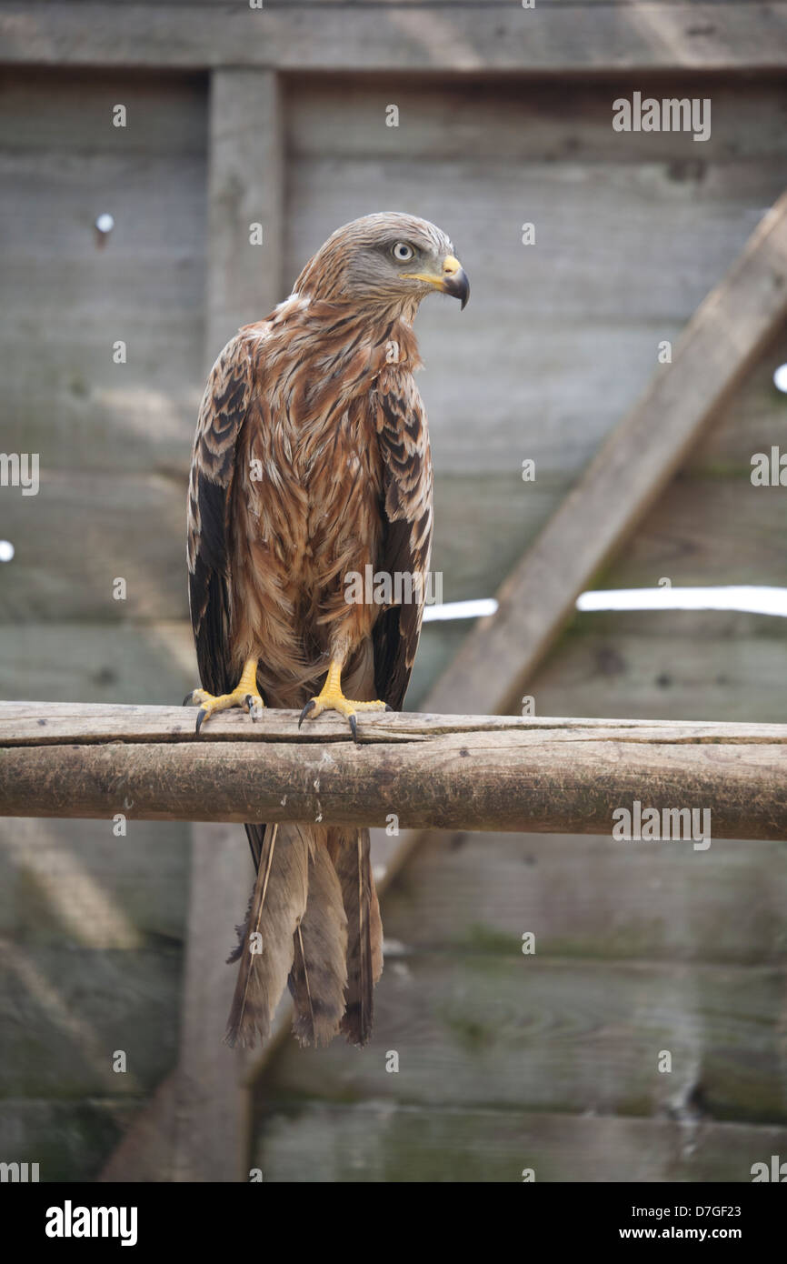 Red Kite perched in aviary Stock Photo - Alamy