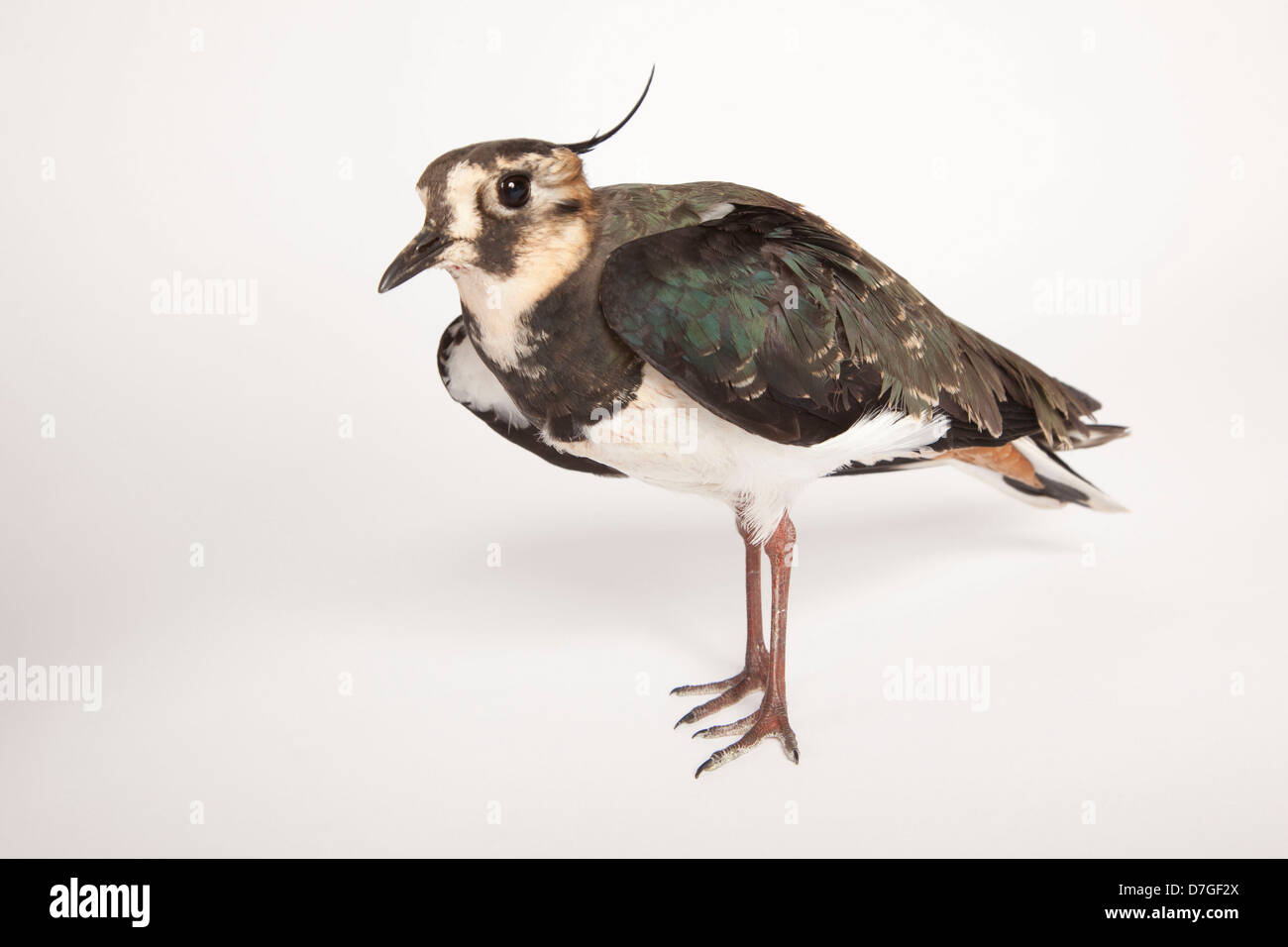 Lapwing hi-res stock photography and images - Alamy
