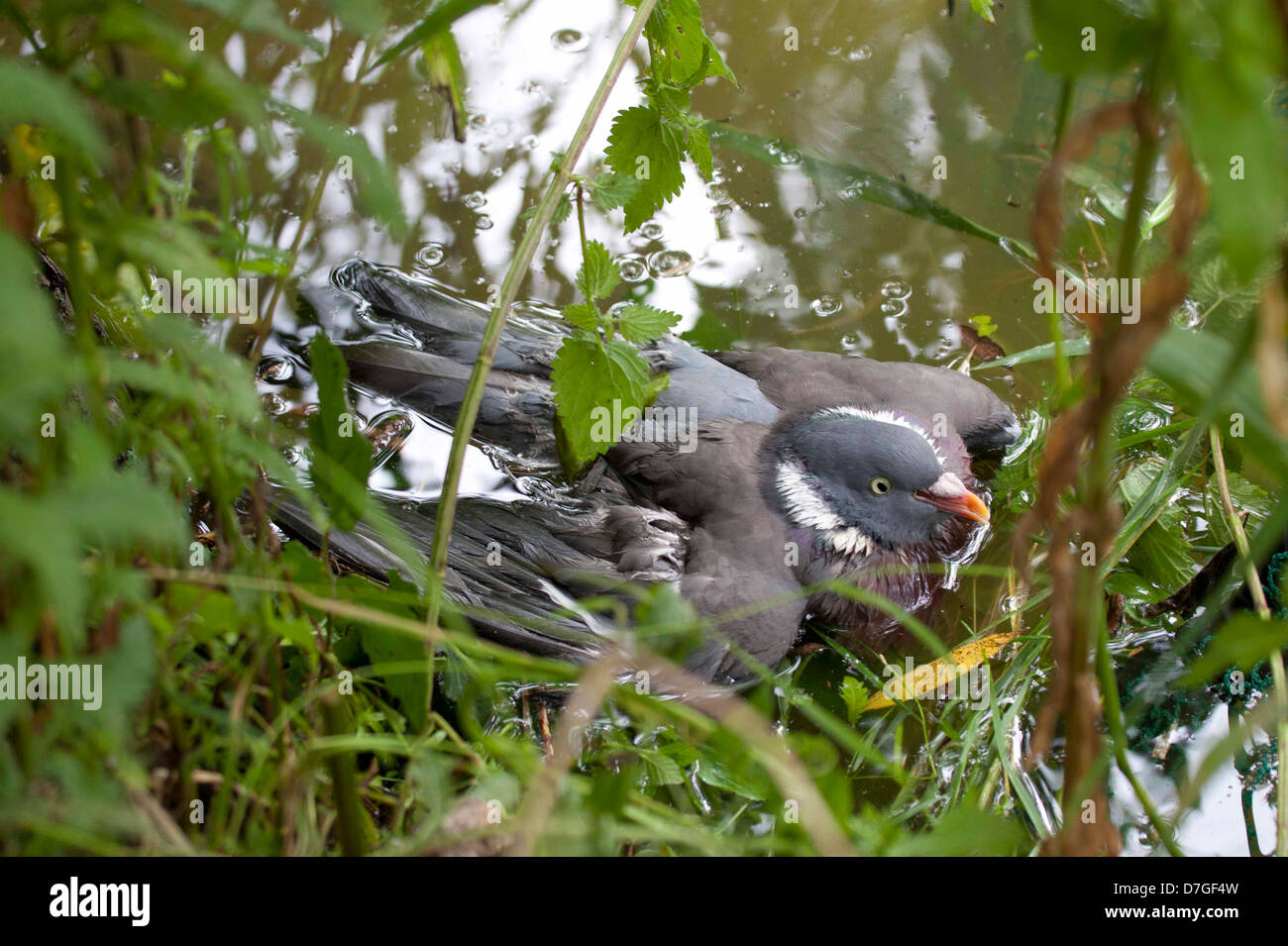 Wood Pigeon in stuck river Stock Photo - Alamy