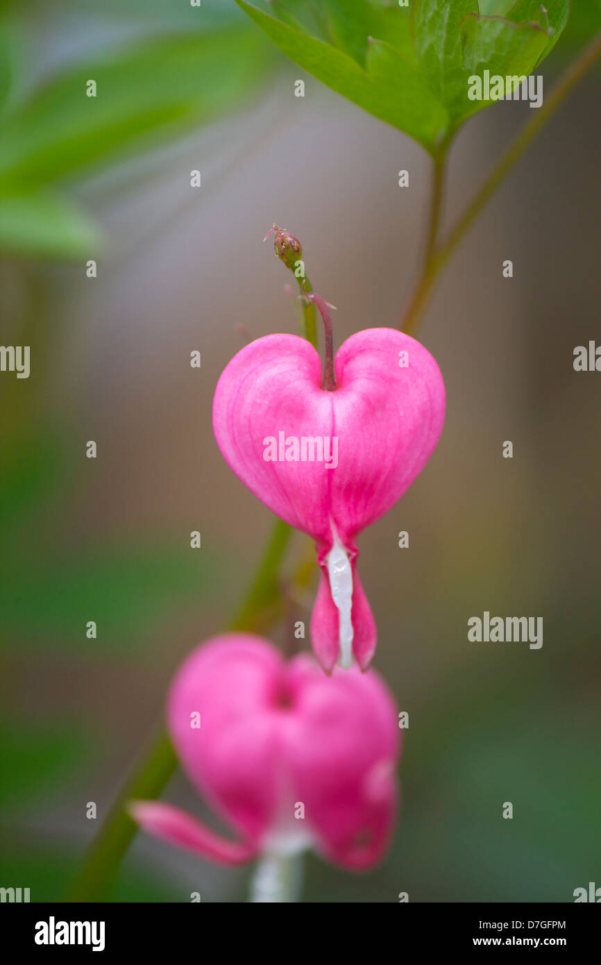 Fuchsia heart hi-res stock photography and images - Alamy