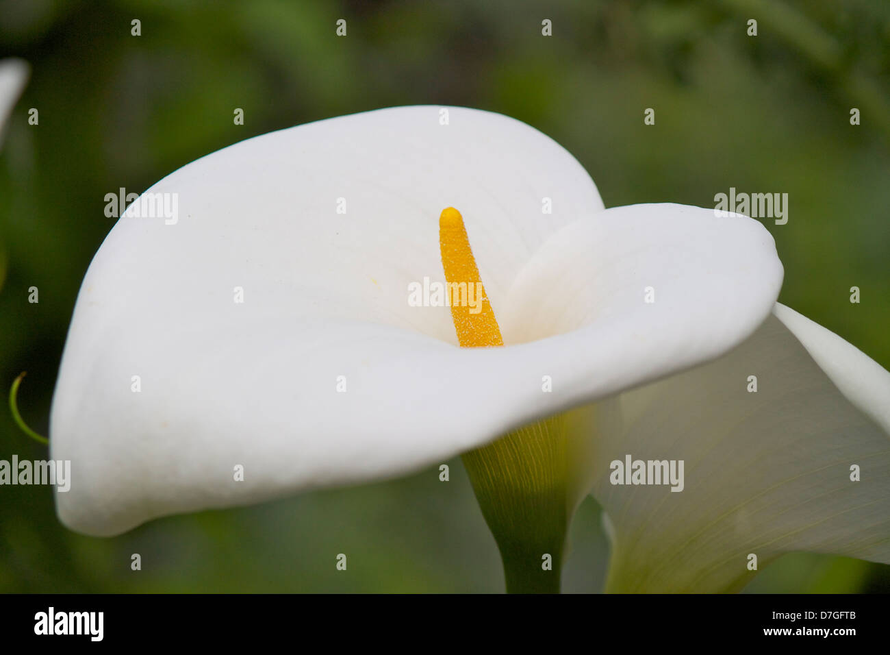 Heart white calla lily flower hi-res stock photography and images - Alamy