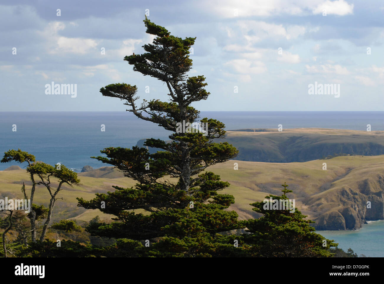 A fur tree at the background of the cloudy sky above the Pacific ocean ...