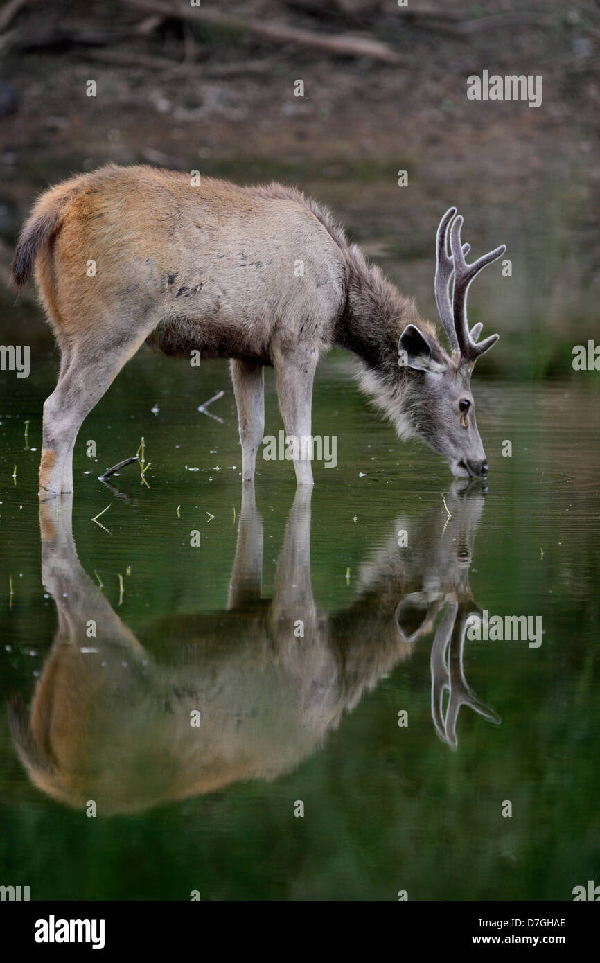 Mirror image. A sambar stag drinking water in Ranthambhore Stock Photo ...