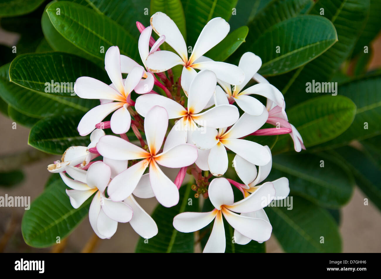 white plumeria in the garden Stock Photo - Alamy