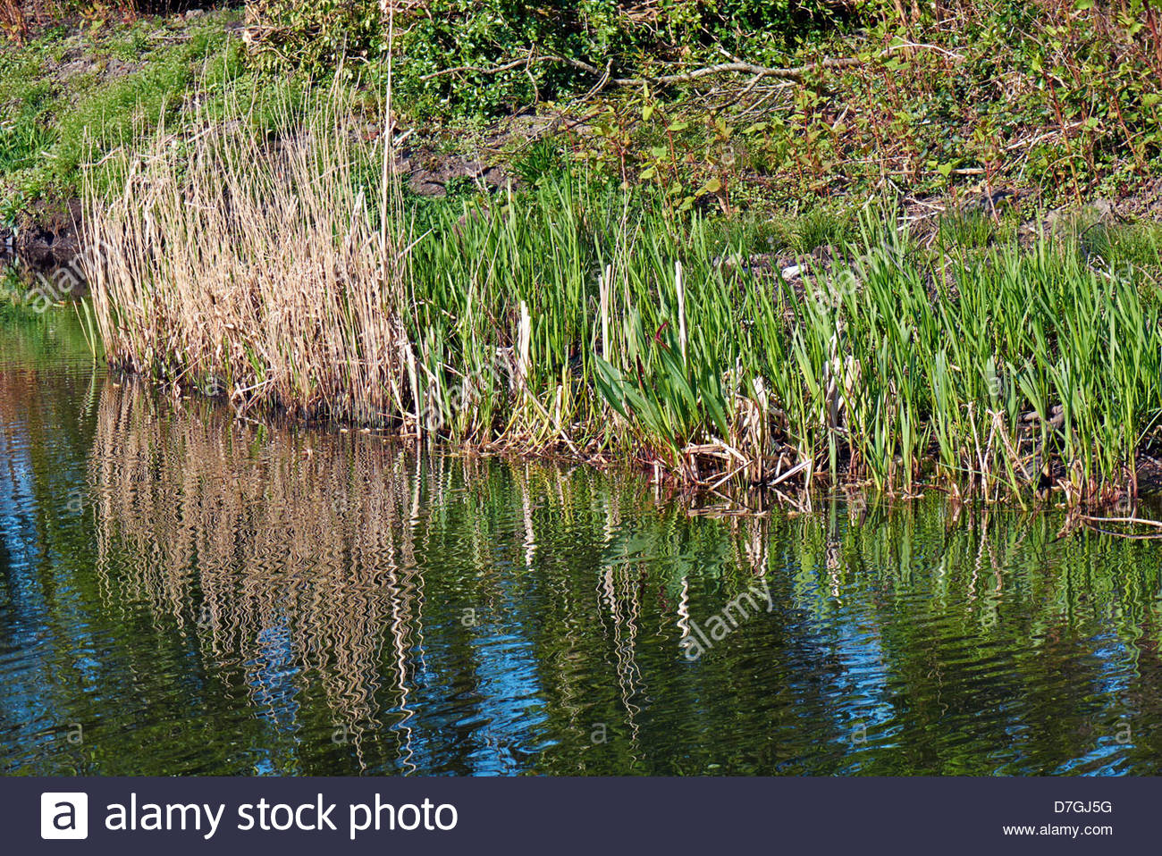 Water Reeds Growing Plants Stock Photos & Water Reeds Growing Plants ...