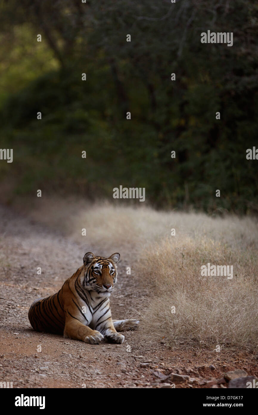 Tigers of ranthambhore hi-res stock photography and images - Alamy