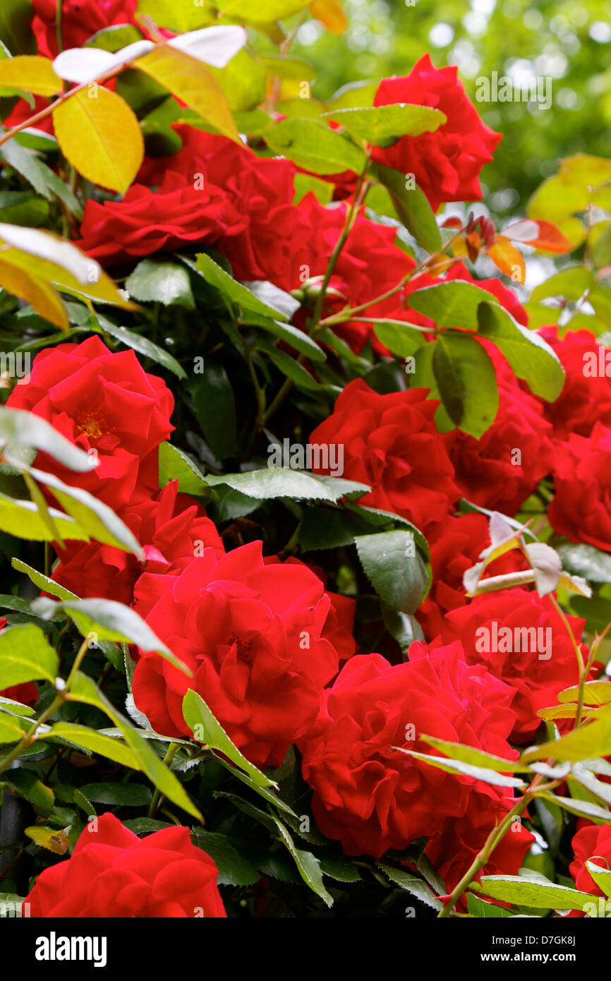 Thorn colour hi-res stock photography and images - Alamy