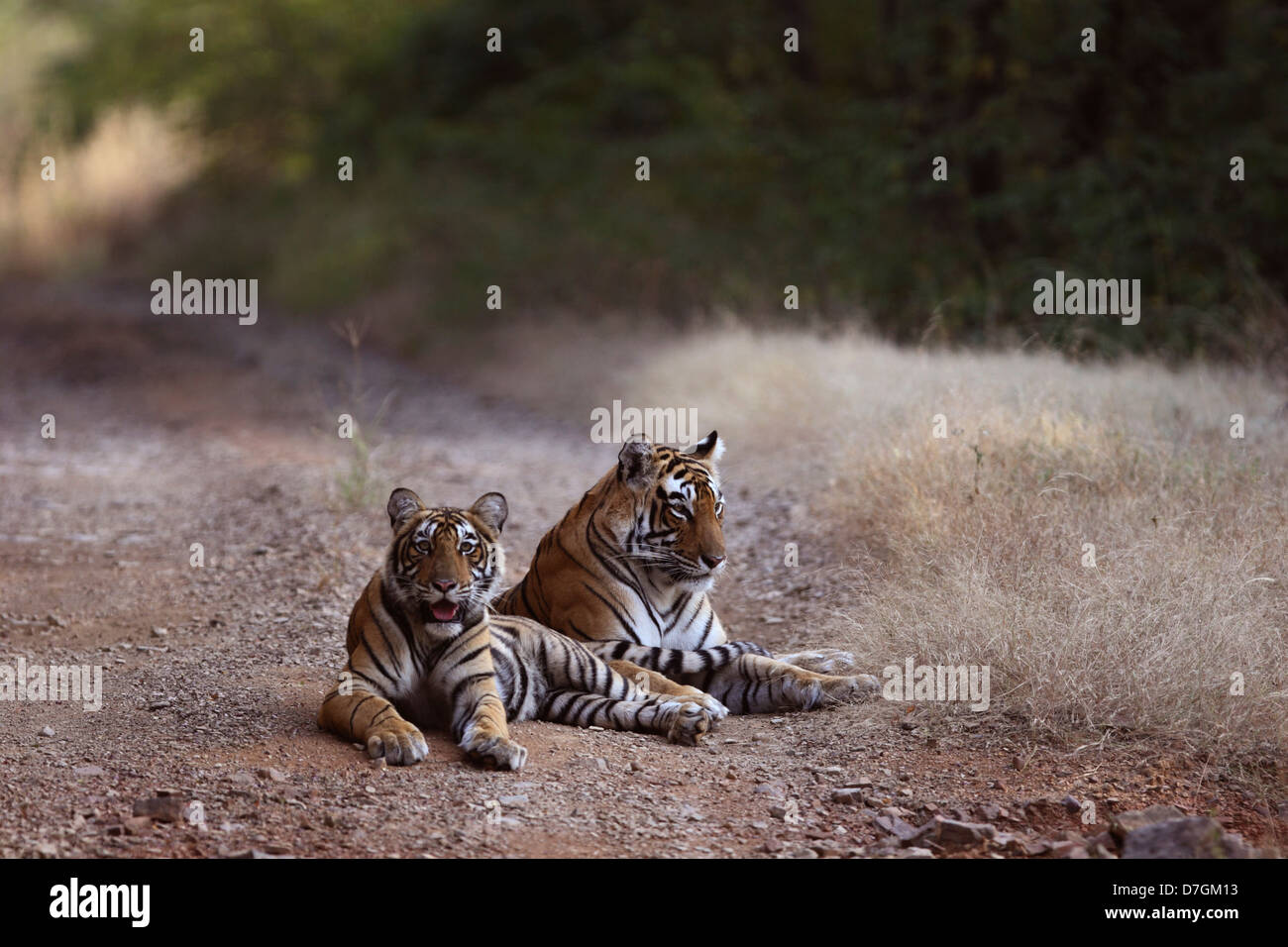 A day with a tiger family in Berda area of Ranthambhore Stock Photo - Alamy