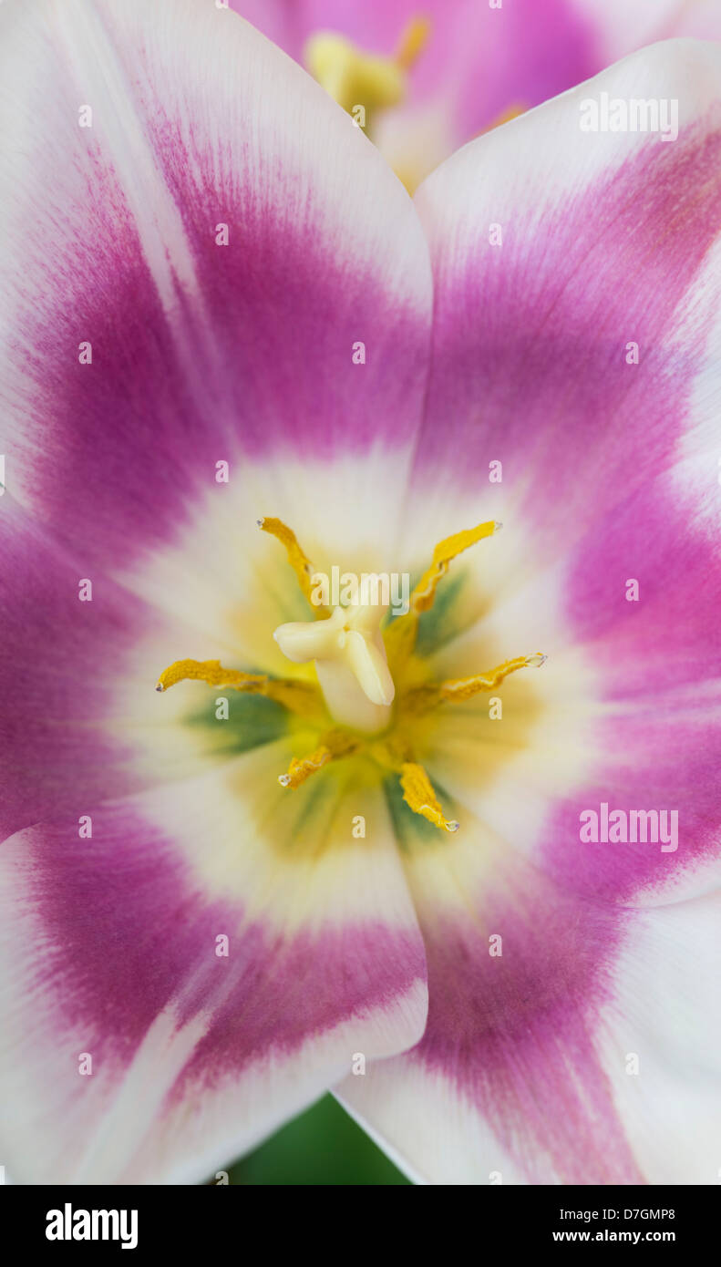 Tulipa ballade flower hi-res stock photography and images - Alamy