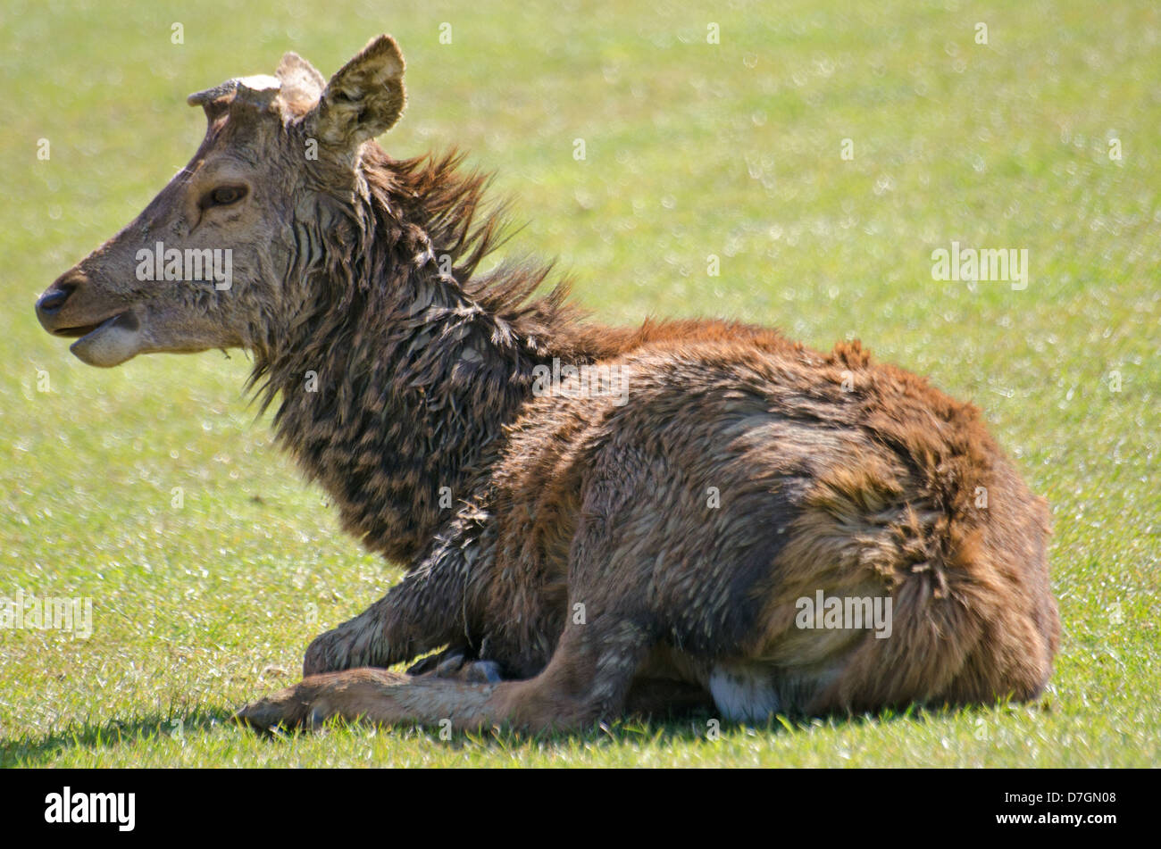 Side view red deer stag hi-res stock photography and images - Alamy