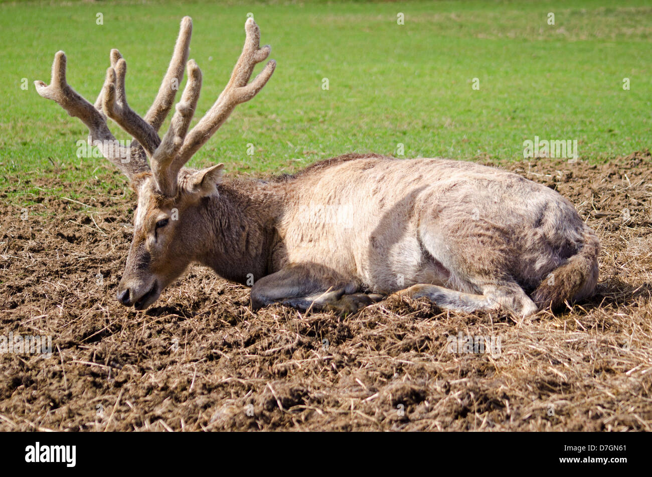 Male red deer side view hi-res stock photography and images - Alamy