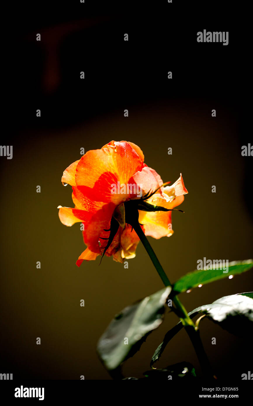 Sun shining through a beautiful orange-red rose Stock Photo - Alamy