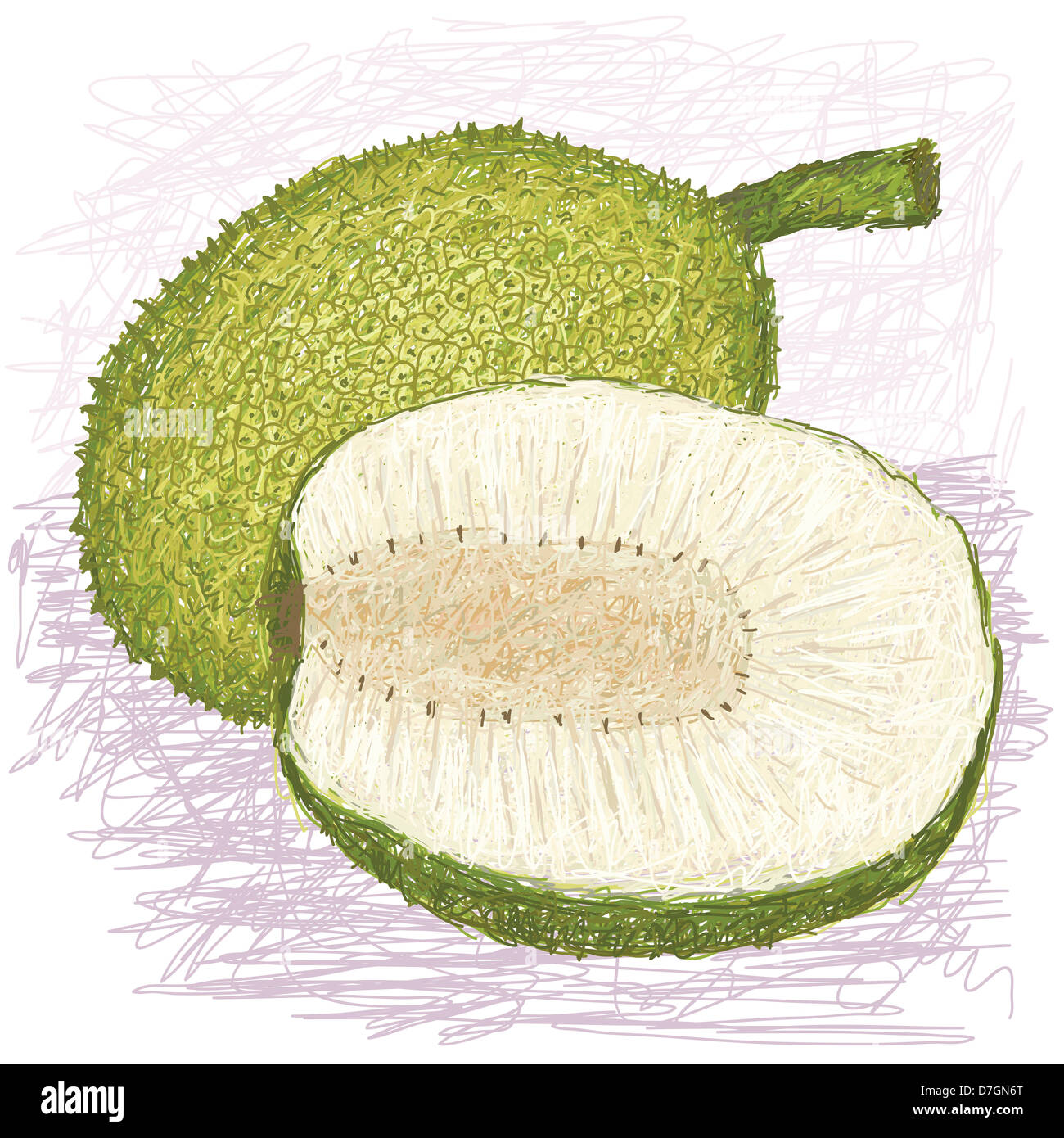 illustration of whole and half sliced breadfruit rough-skinned variety ...