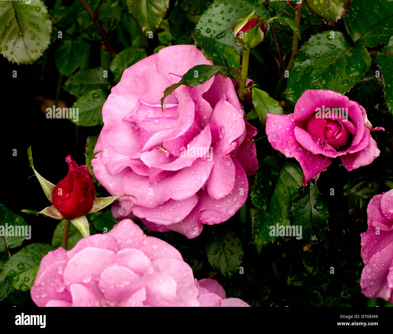 Pink roses and one red rosebud Stock Photo - Alamy