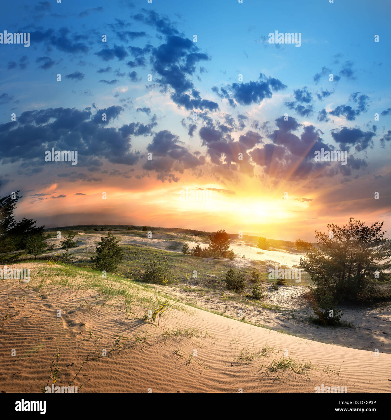 Green vegetation in the desert at sunset Stock Photo - Alamy