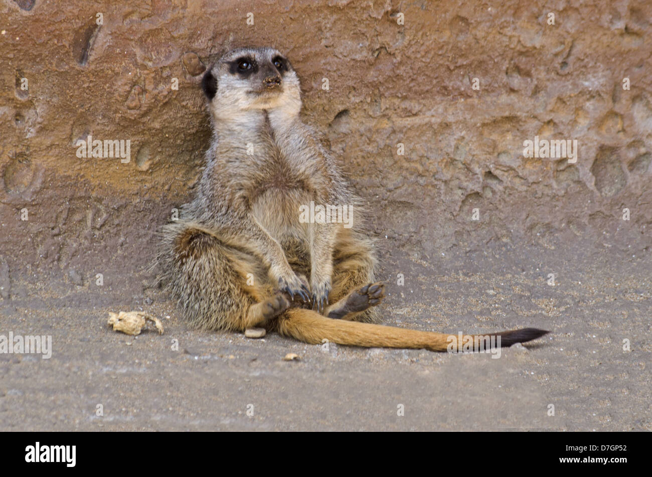 Chilled out meerkat in the shade Stock Photo - Alamy