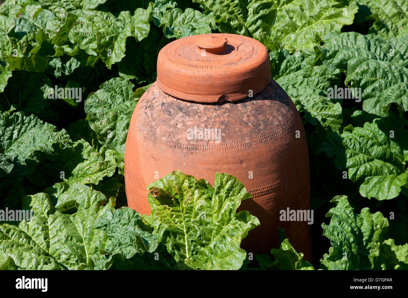 terracotta rhubarb forcer in english garden Stock Photo - Alamy