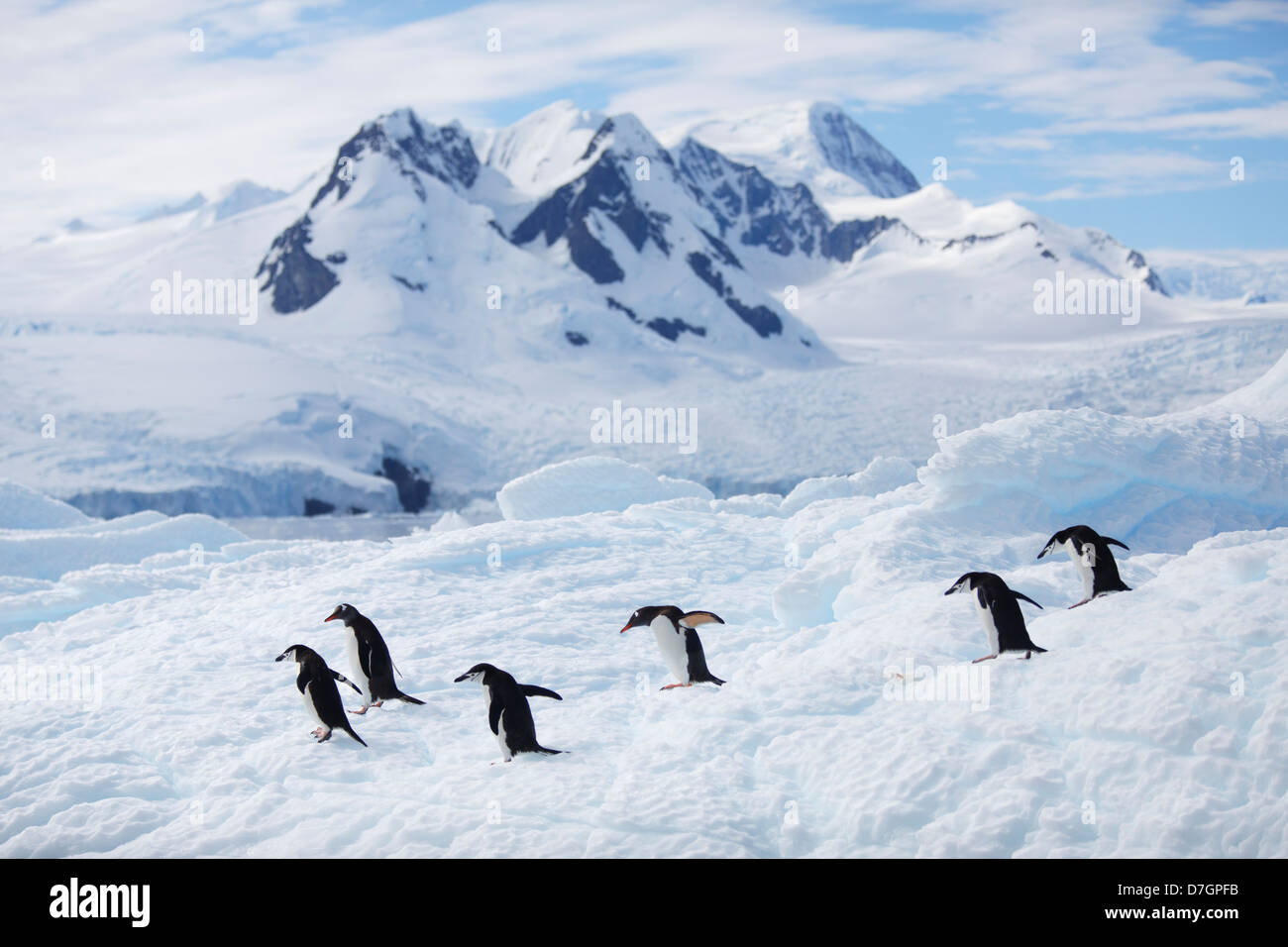 Chinstrap Penguin (Pygoscelis antarcticus) and Gentoo Penguins ...