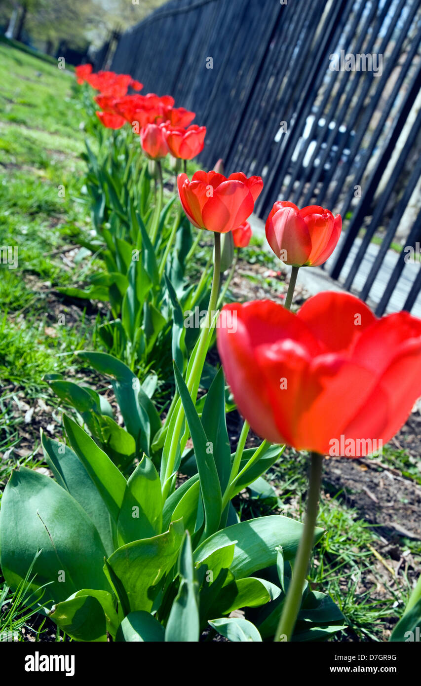 Row of tulips hi-res stock photography and images - Alamy