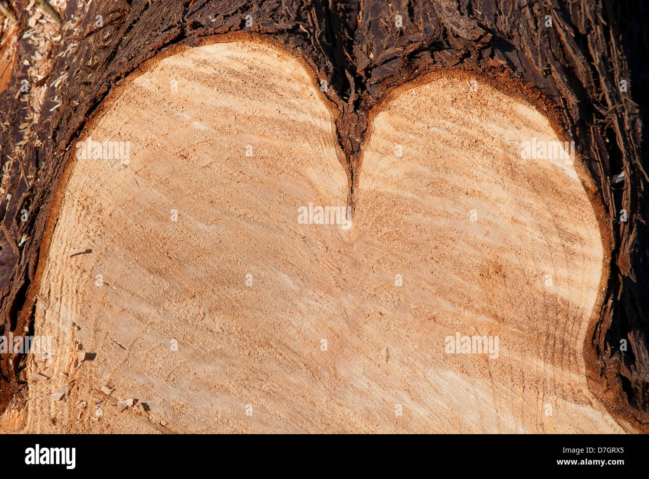 Tree trunk shapes hi-res stock photography and images - Alamy
